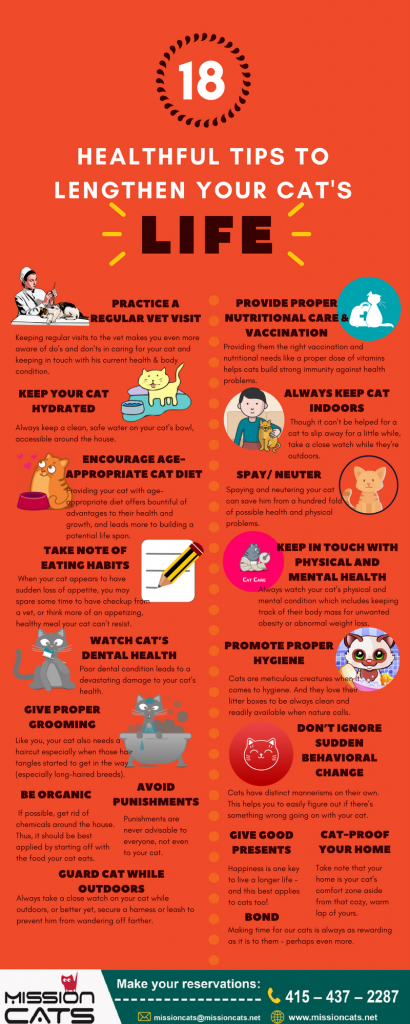 18 Tips on How to Lengthen Your Cat's Life - Mission Cats