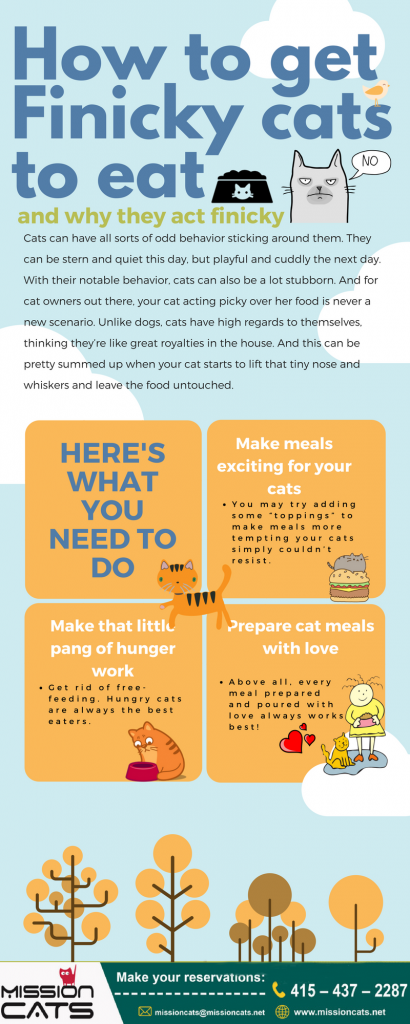 How To Get Finicky Cats To Eat? - Mission: Cats Blog
